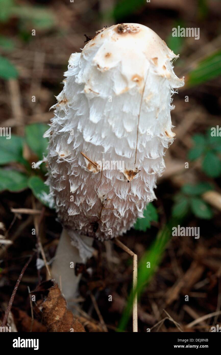 Coprin hi-res stock photography and images - Alamy