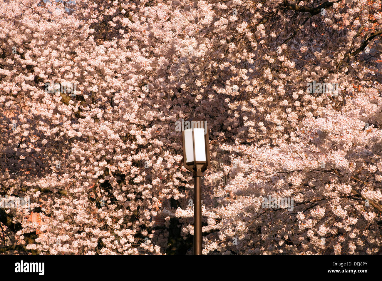 WASHINGTON - Cherry trees in bloom and light in the Quad of the ...