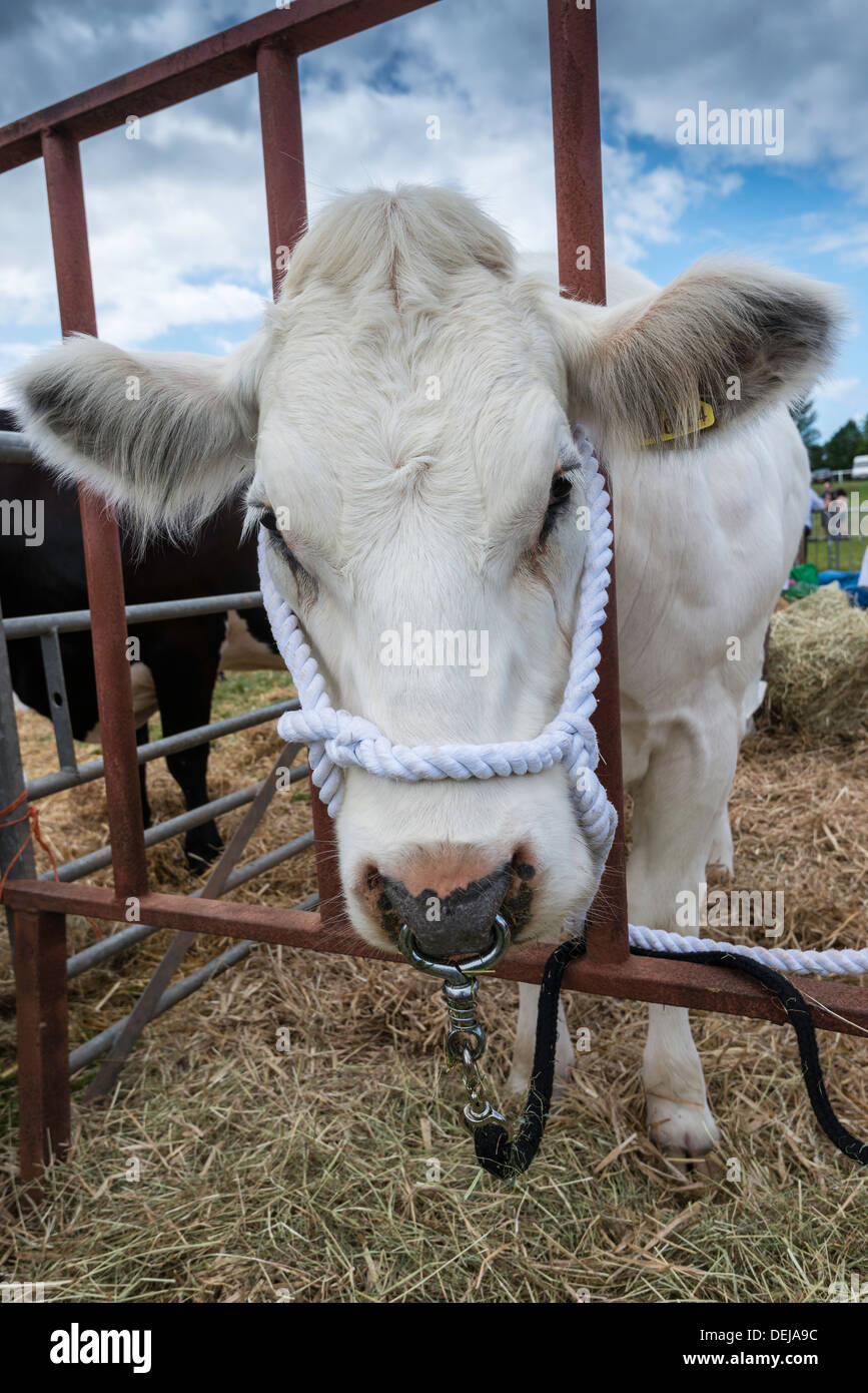 Prize Cow Stock Photos & Prize Cow Stock Images - Alamy