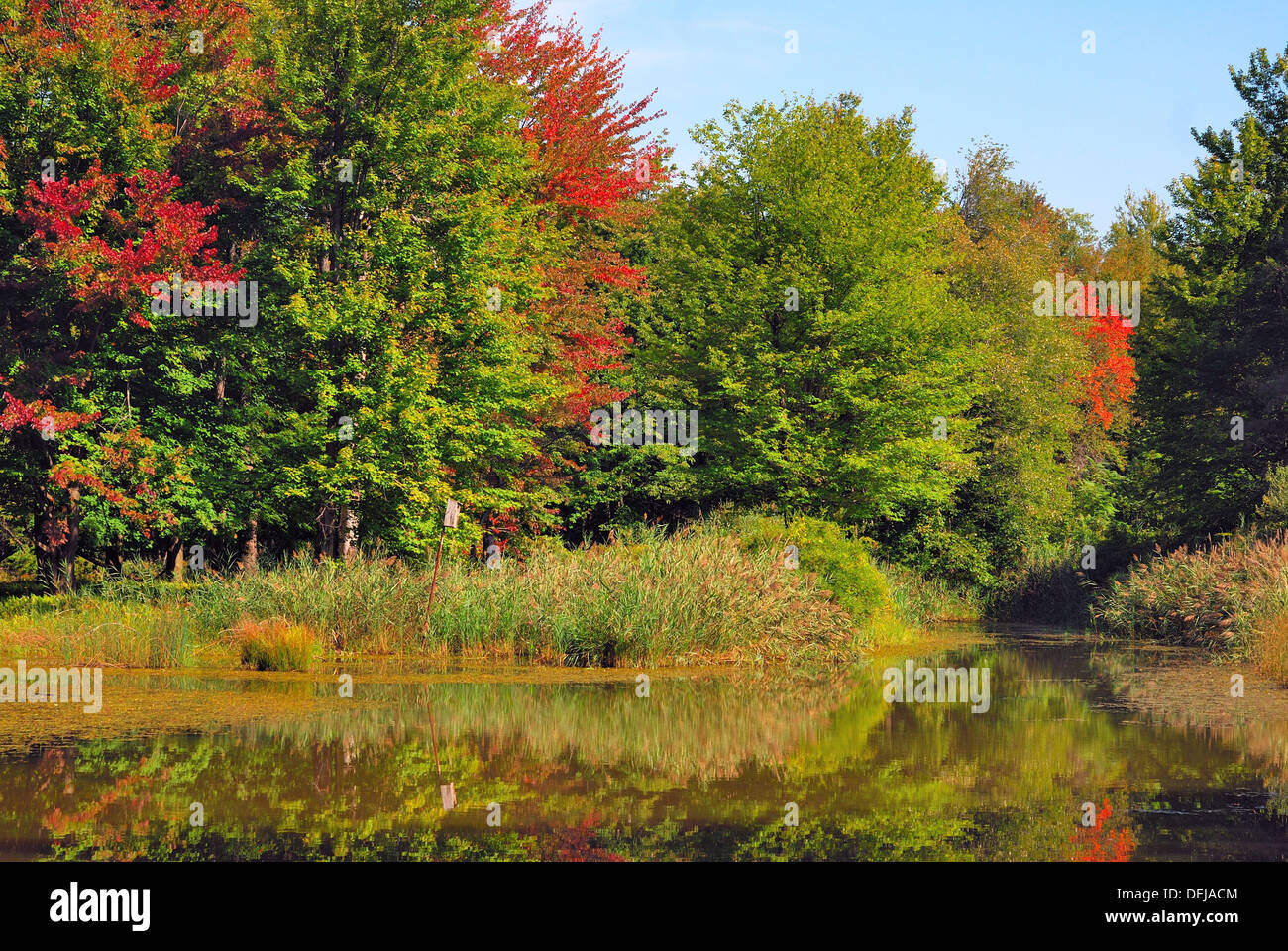A green Swamp Landscape in the late summer season Stock Photo - Alamy