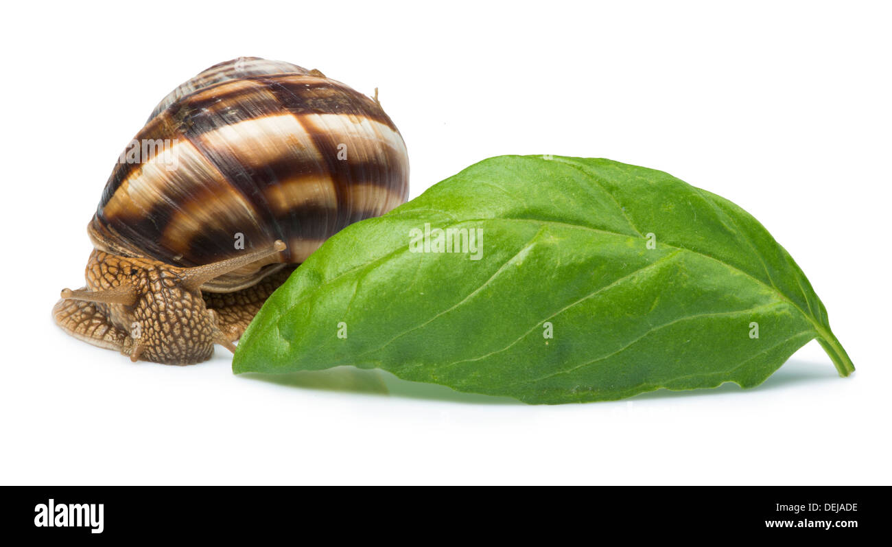 Small snail spiral shell Cut Out Stock Images & Pictures - Alamy