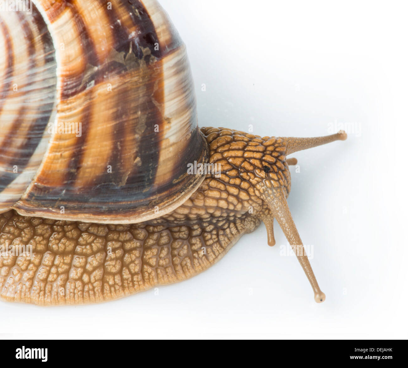 White isolated snail. Studio shot Stock Photo - Alamy