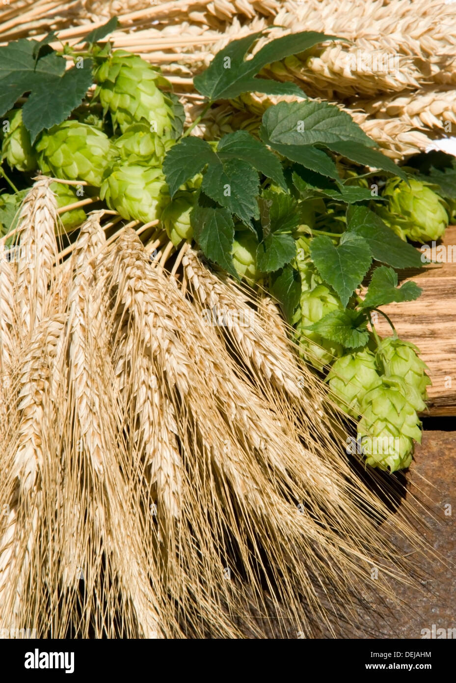 raw material for beer production Stock Photo - Alamy