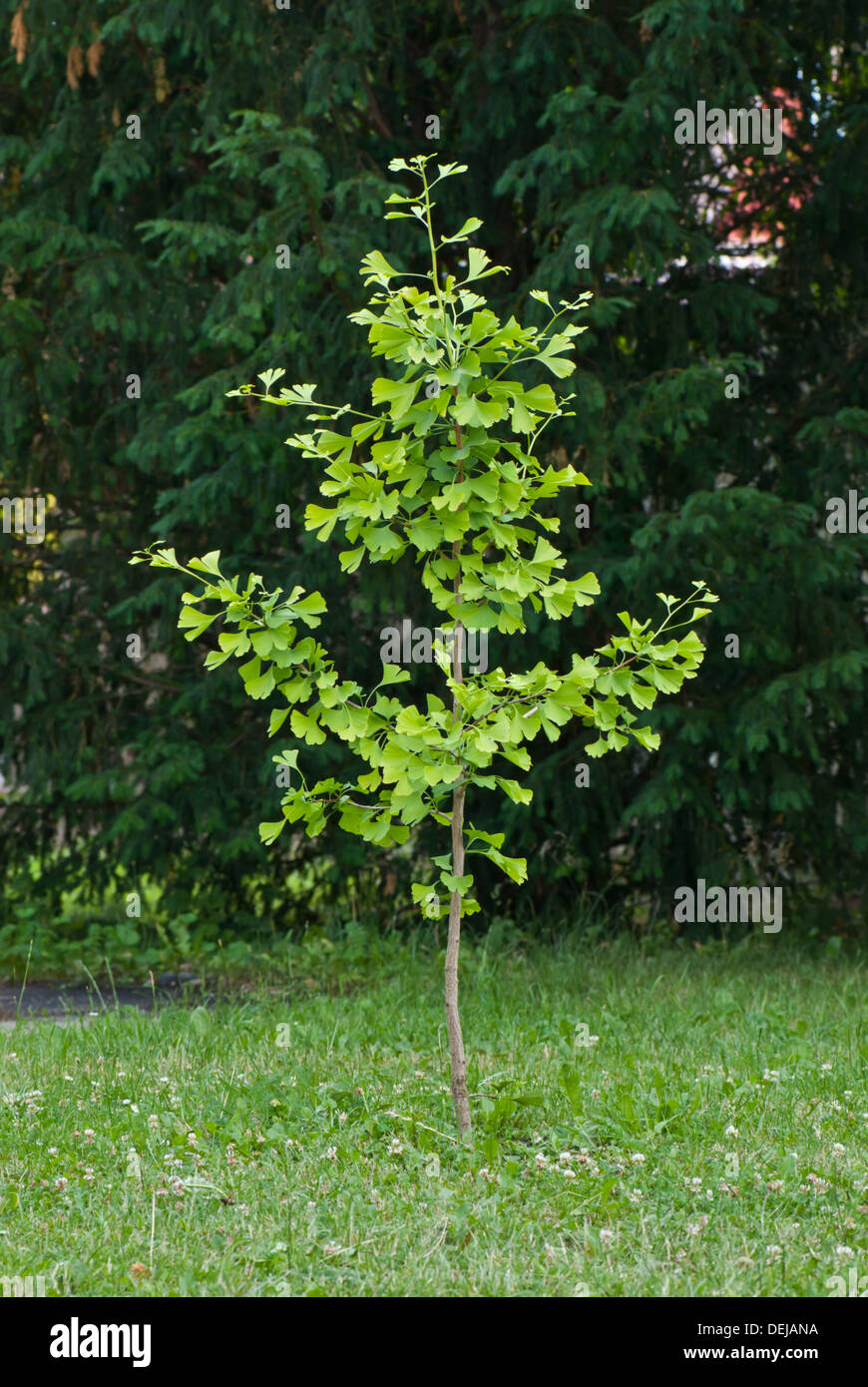 Small ginkgo biloba ginkgo biloba hi-res stock photography and images ...