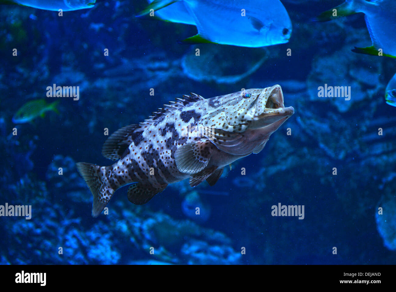 Camouflage fish hi-res stock photography and images - Alamy