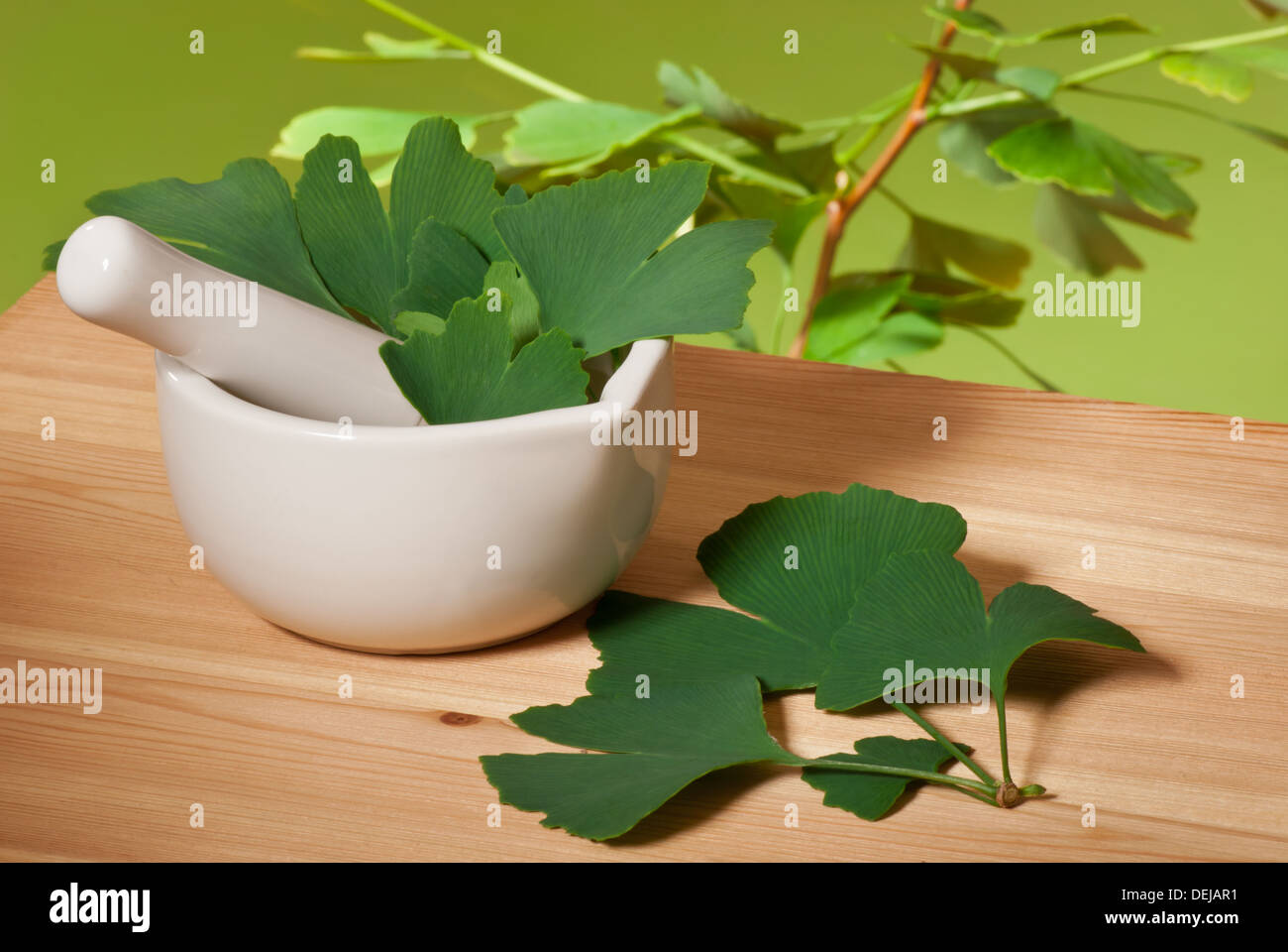 Gingo sapling hi-res stock photography and images - Alamy