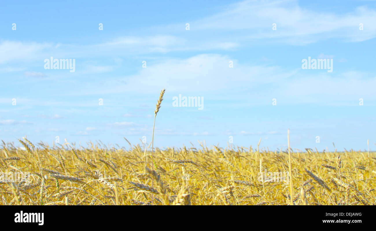 Single wheat seed hi-res stock photography and images - Alamy