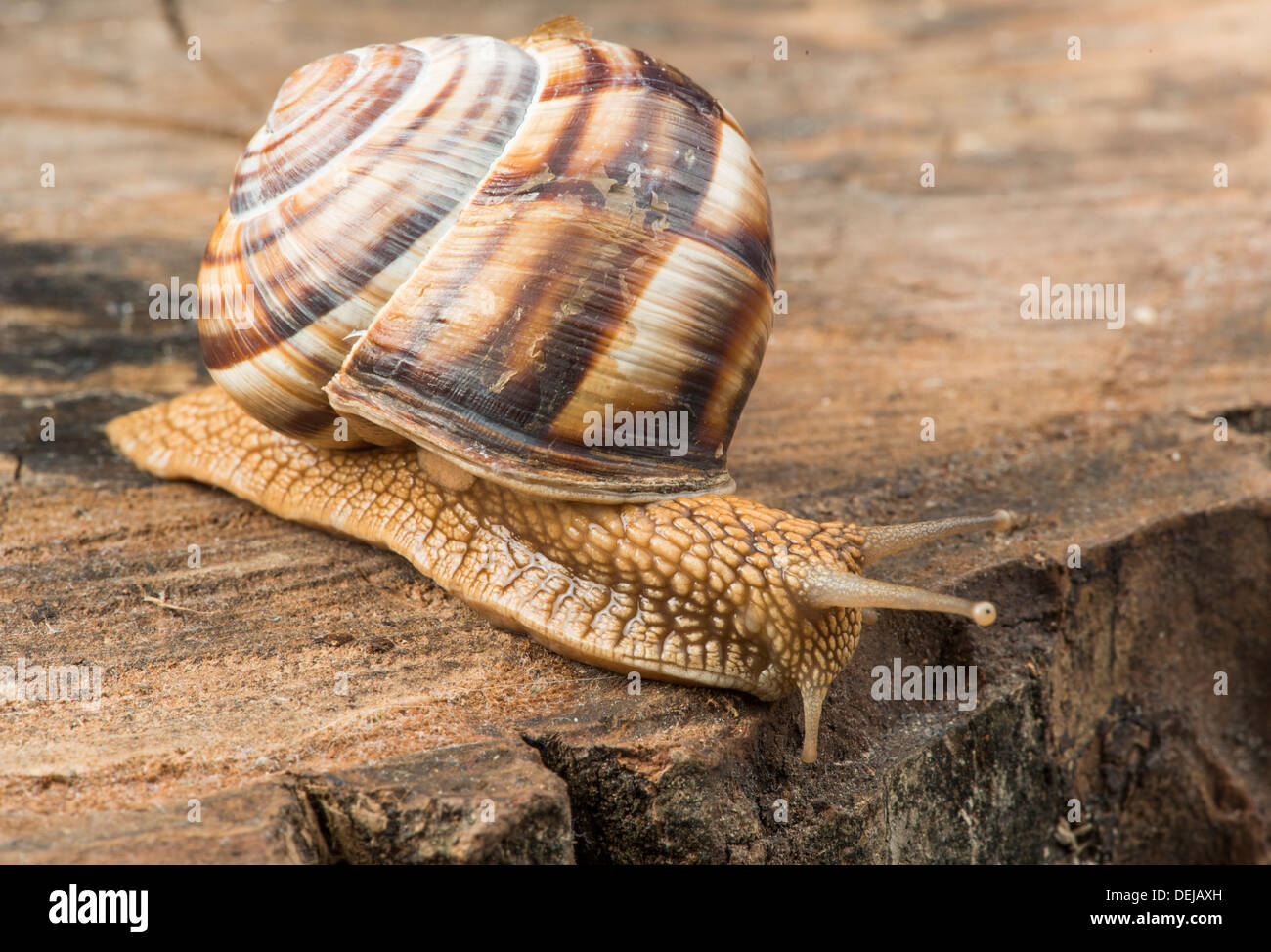 Tree snail hi-res stock photography and images - Alamy