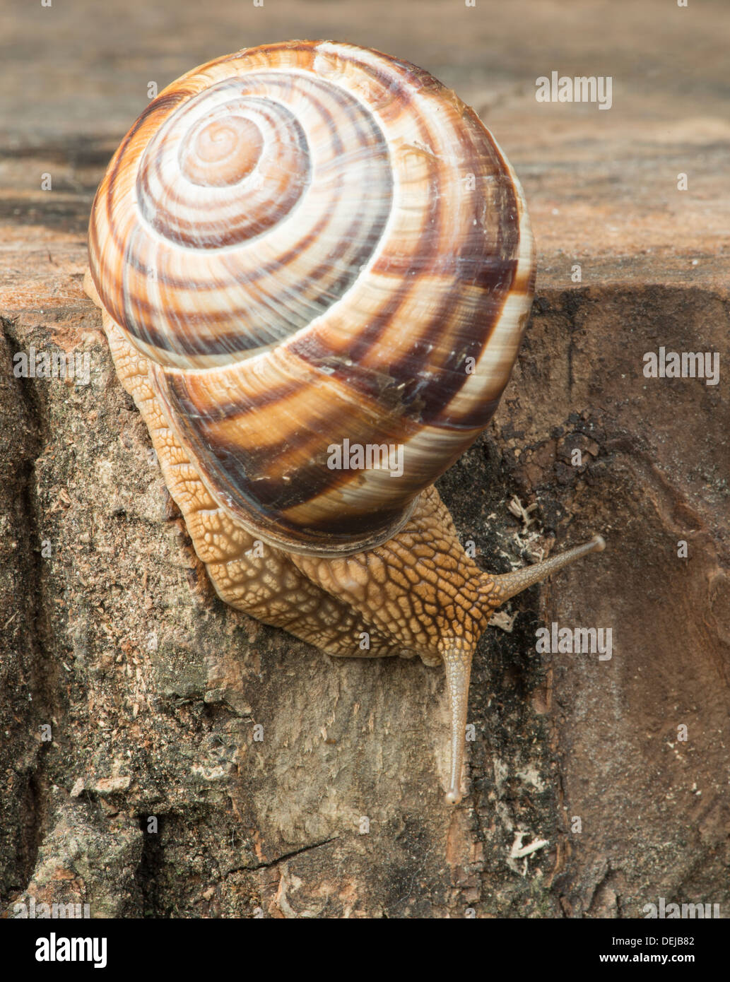 Snail on tree bark. Studio shot Stock Photo - Alamy