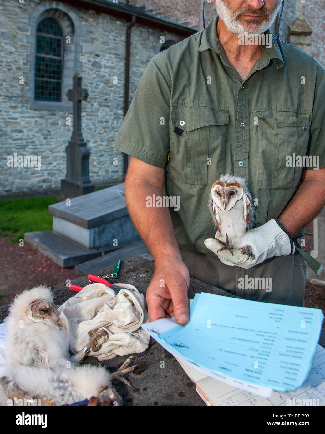 Bird ringer with pair of pincers ringing Barn Owl (Tyto alba) owlets ...
