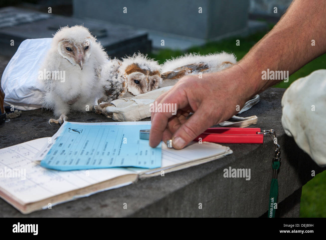 Bird ringer with pair of pincers and notebook ringing Barn Owl (Tyto ...