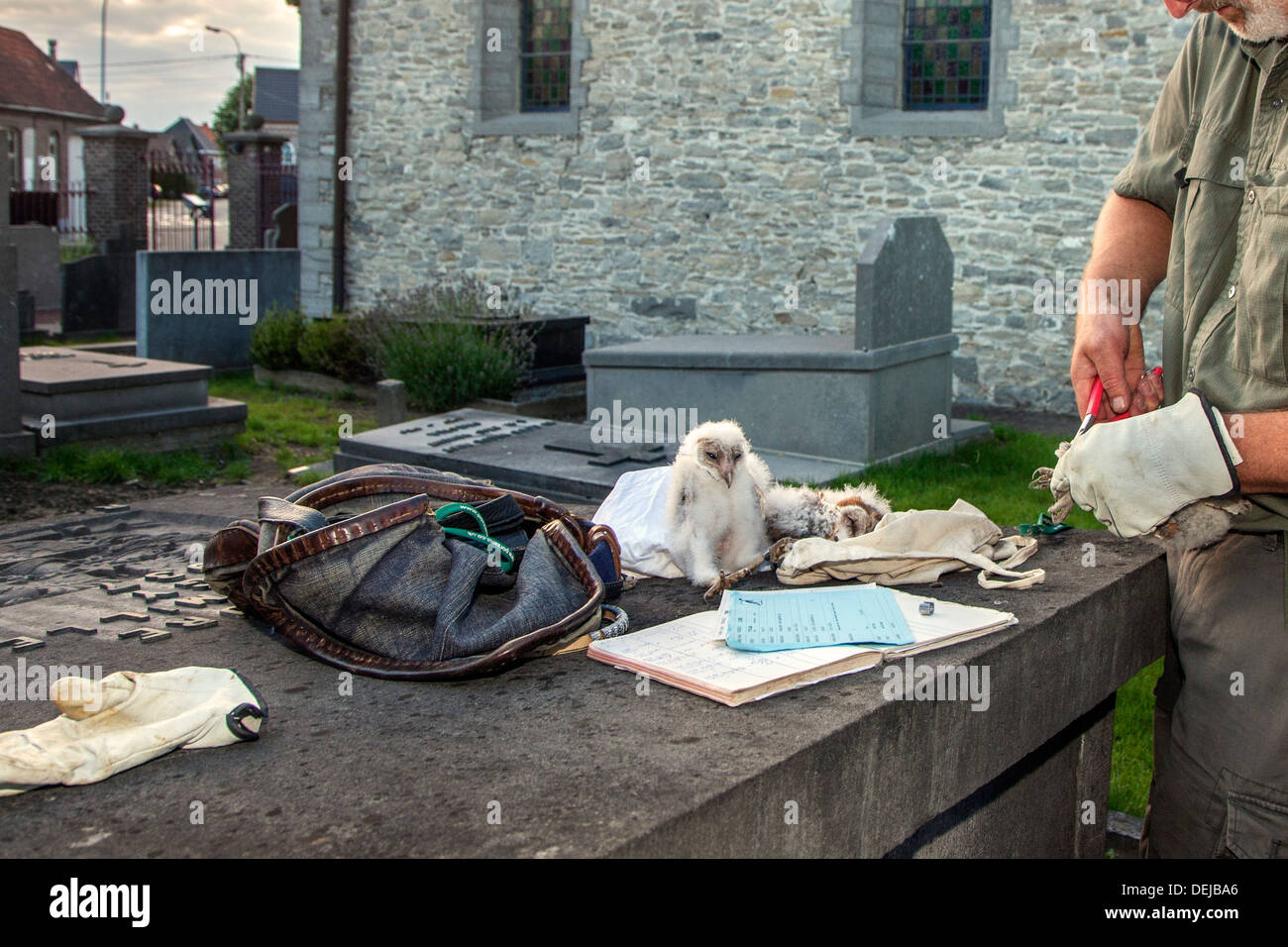 Bird ringer with pair of pincers ringing Barn Owl (Tyto alba) owlets ...