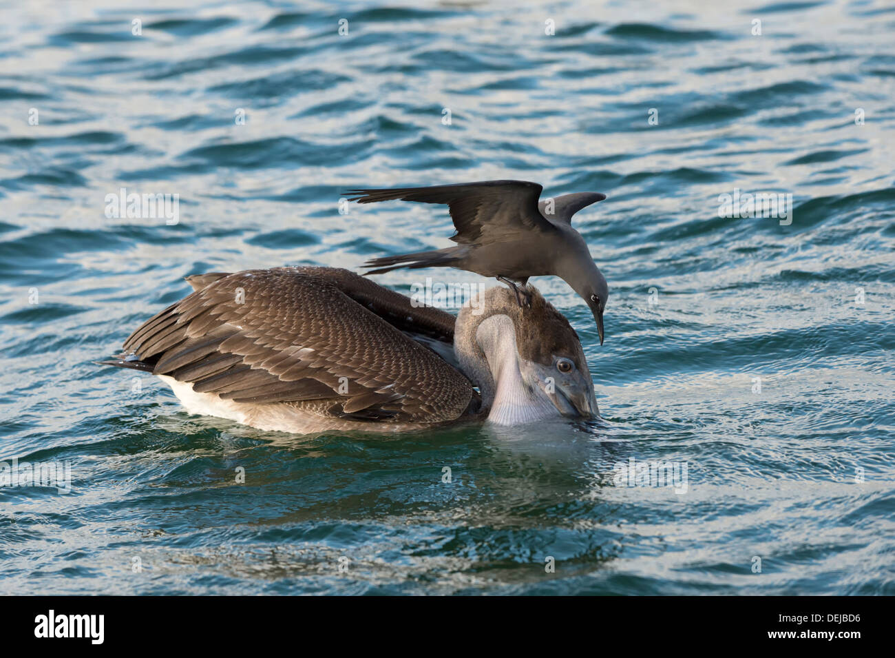 Galapagos brown noddy anous stolidus galapagensis hi-res stock ...