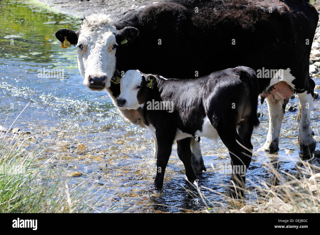 A Holstein Friesian calf under the protection of its mother, Pennine ...