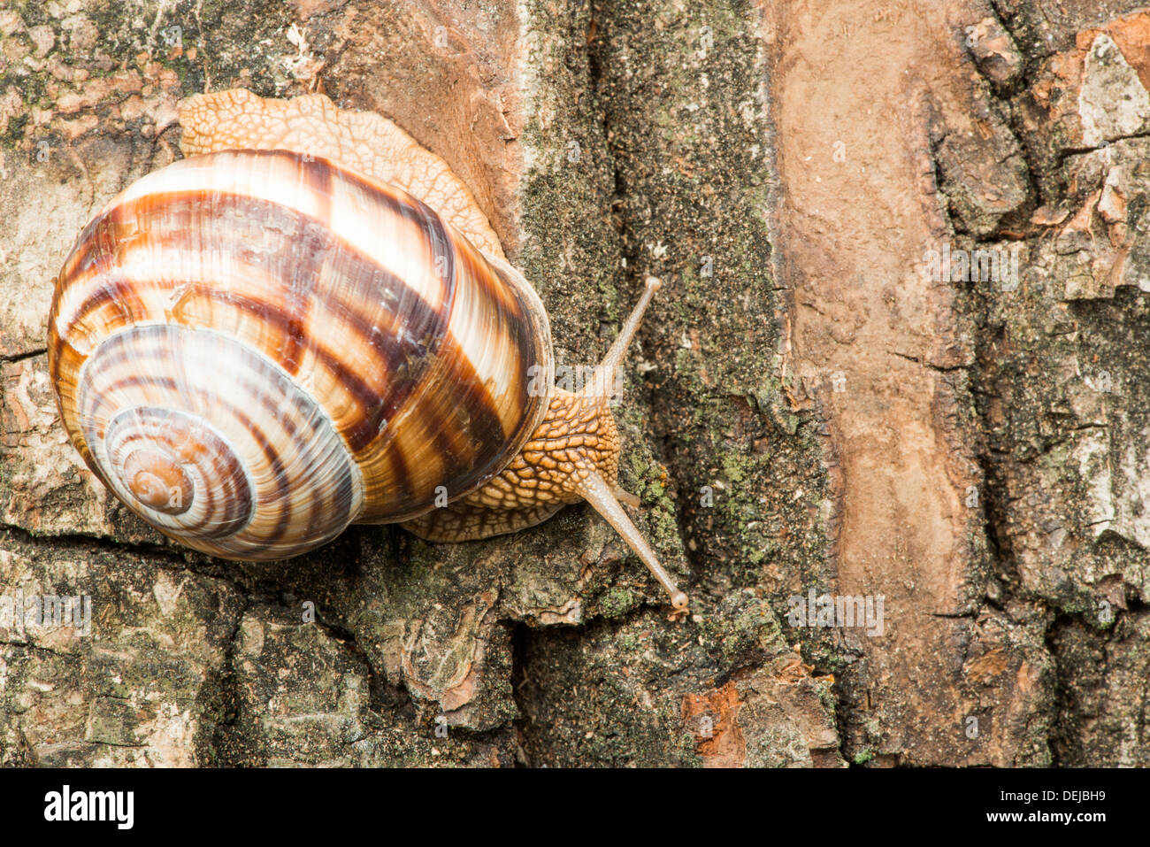 Snail on tree bark. Studio shot Stock Photo - Alamy