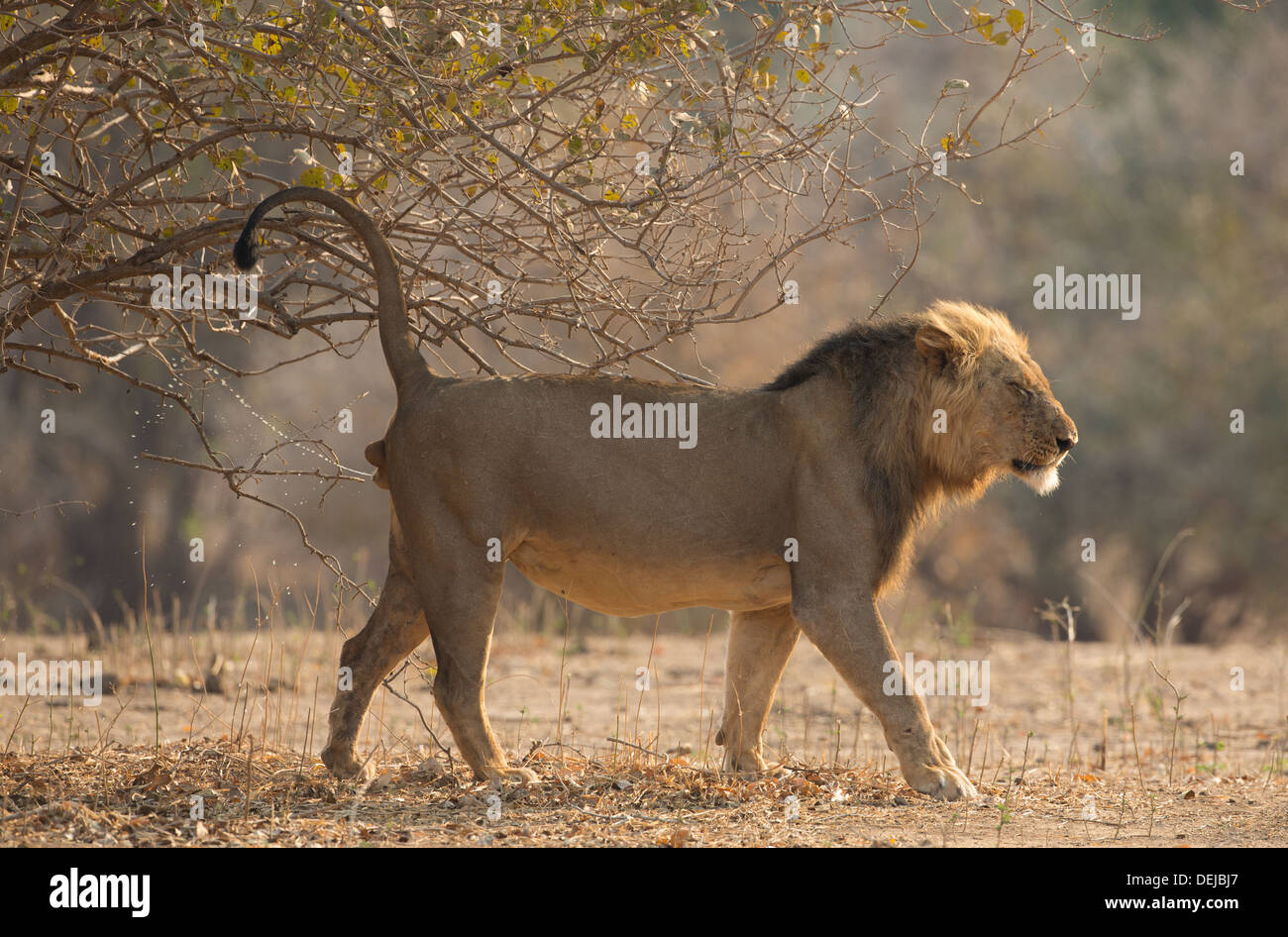 Scent marking lion Stock Photo - Alamy