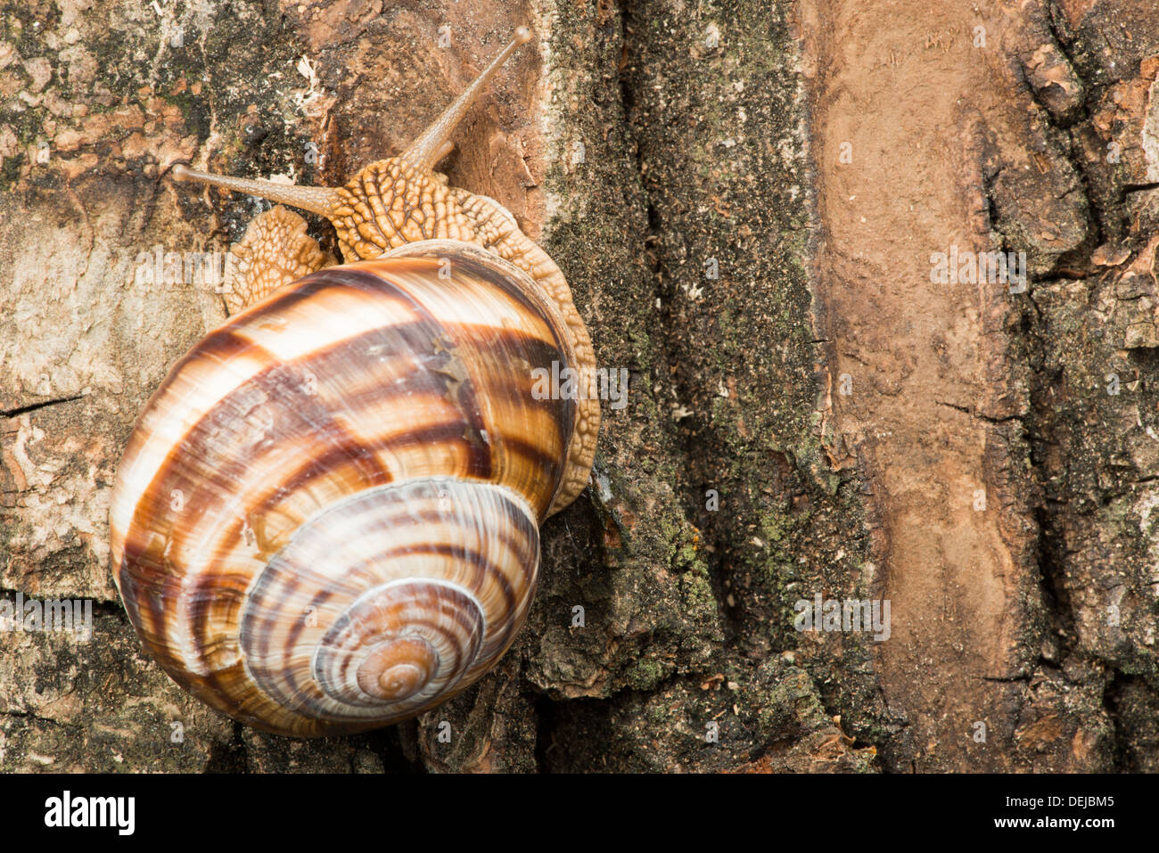 Tree snail closeup hi-res stock photography and images - Alamy