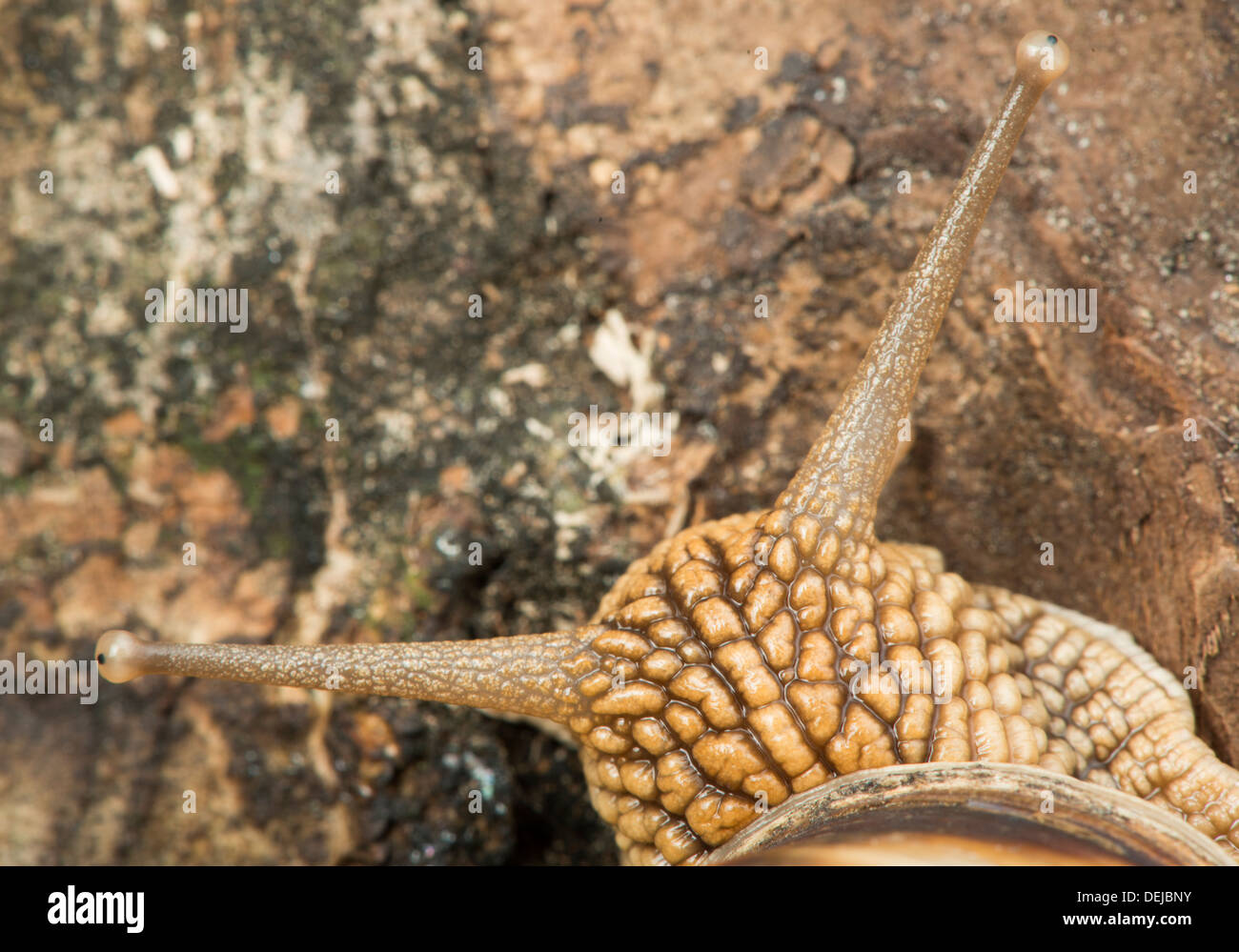 Tree snail hi-res stock photography and images - Alamy