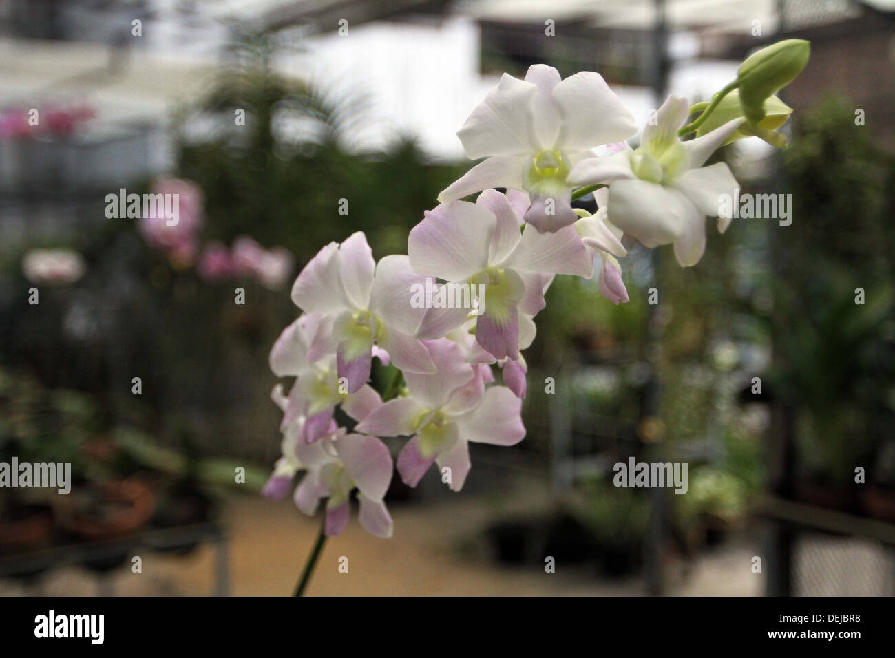 Beautiful Flower Of Bangladesh High Resolution Stock Photography and ...