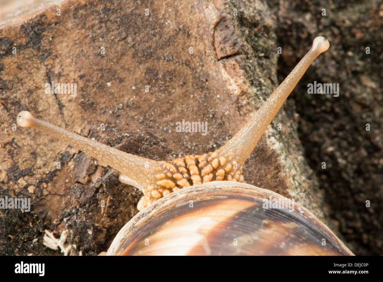 Tree snail closeup hi-res stock photography and images - Alamy