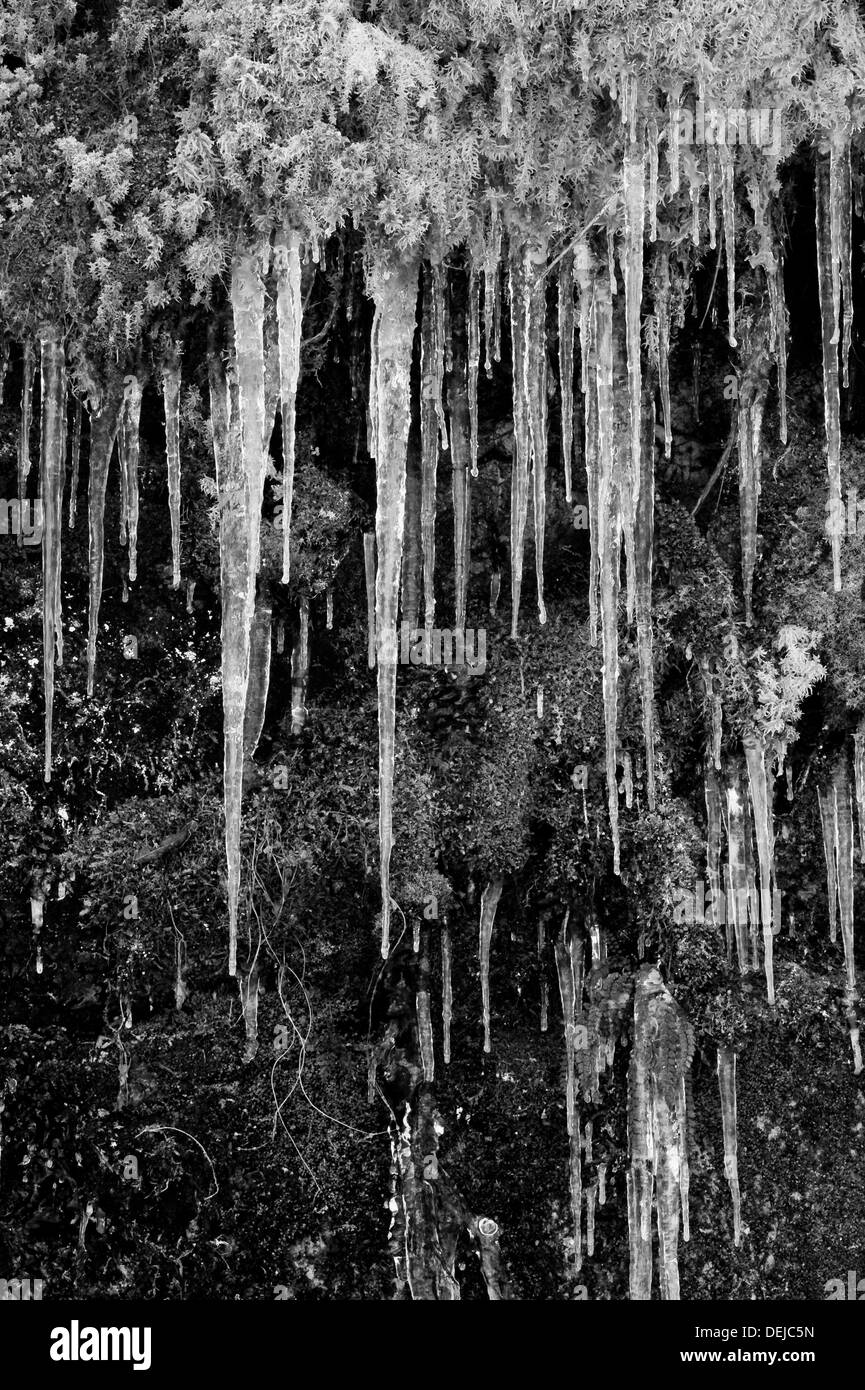 Heavy moss Black and White Stock Photos & Images - Alamy