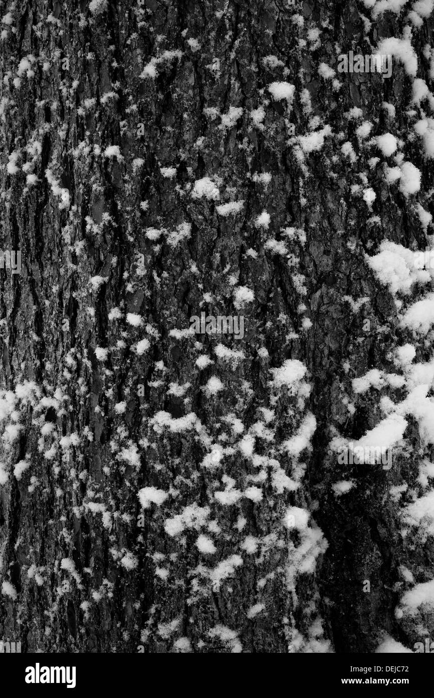 Powdery snow hi-res stock photography and images - Alamy