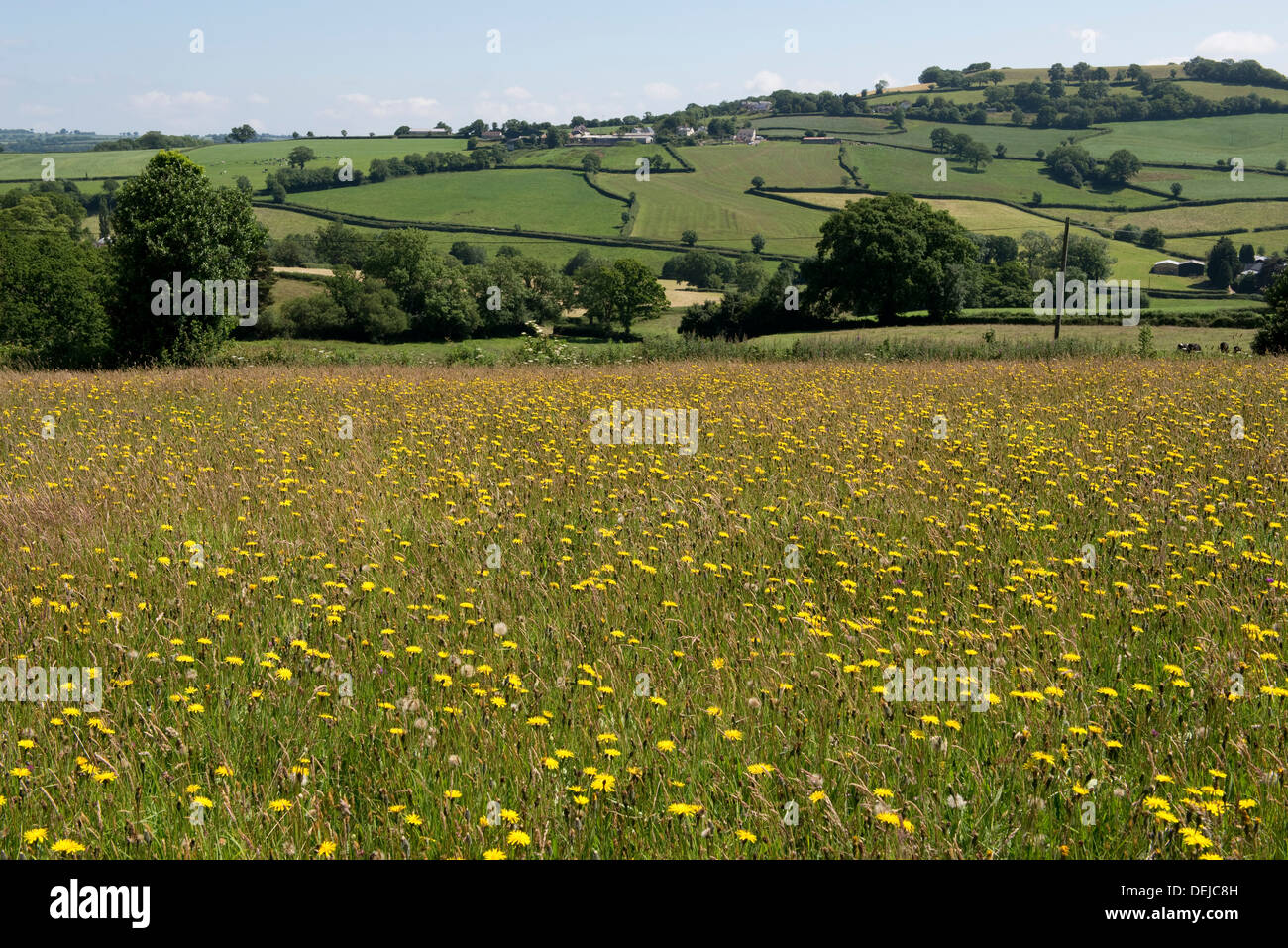 Wild flower meadow at Goren Farm near Stockland in Devon on a fine ...