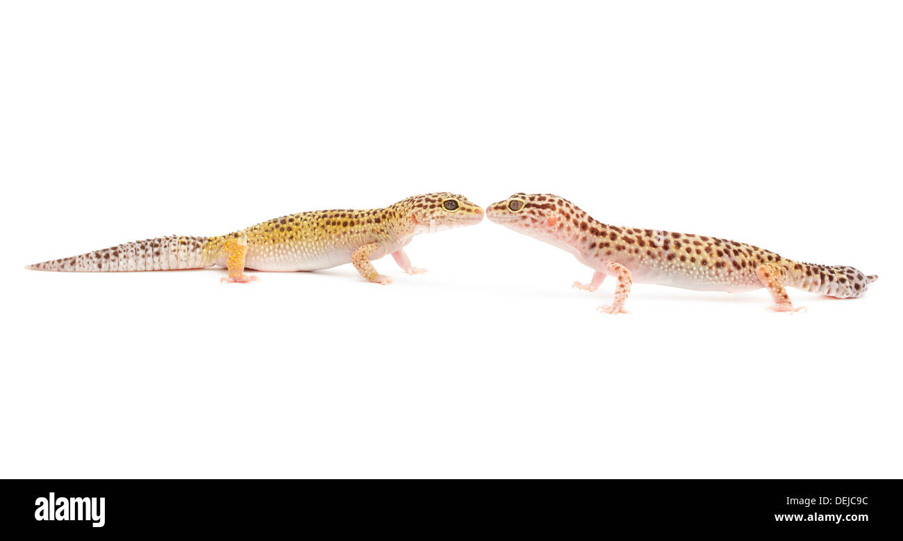 Front face of lizard hi-res stock photography and images - Alamy