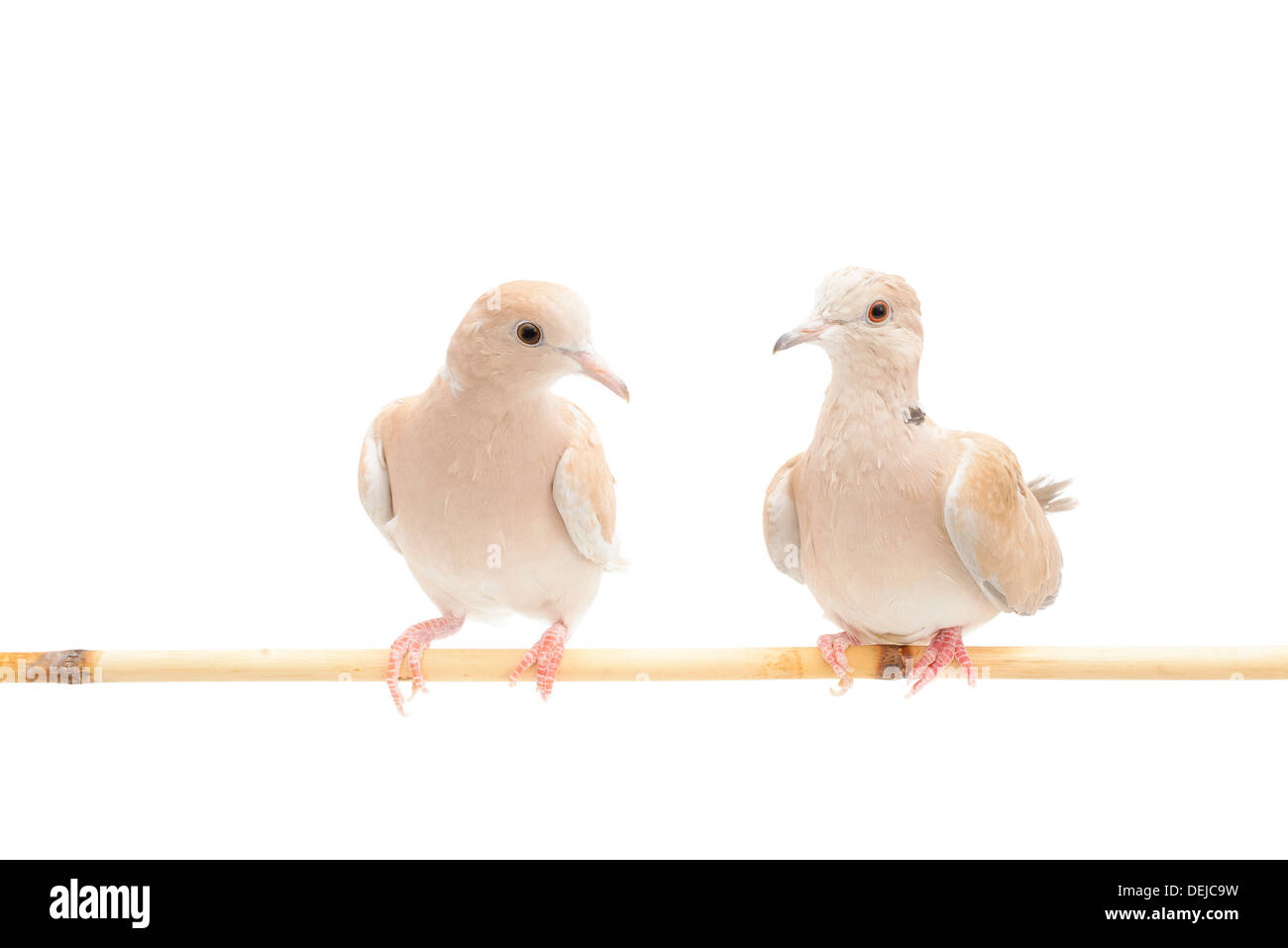 White dove branch hi-res stock photography and images - Alamy