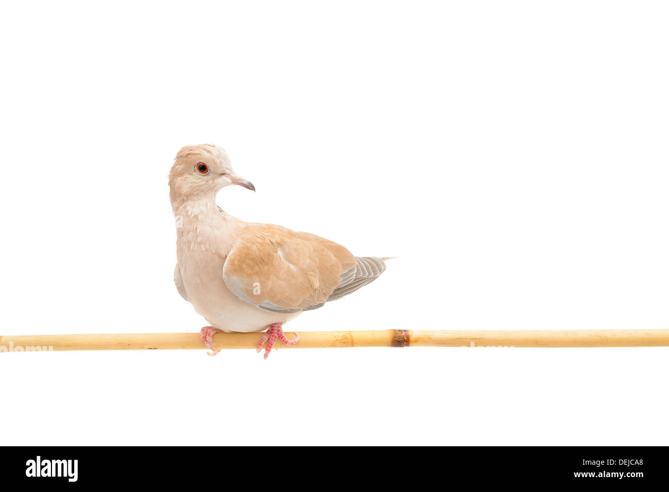 Dove detail hi-res stock photography and images - Alamy