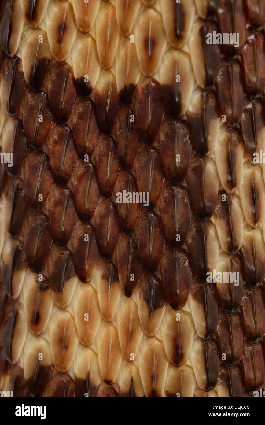 High resolution closeup of gopher snake scaled skin Stock Photo - Alamy