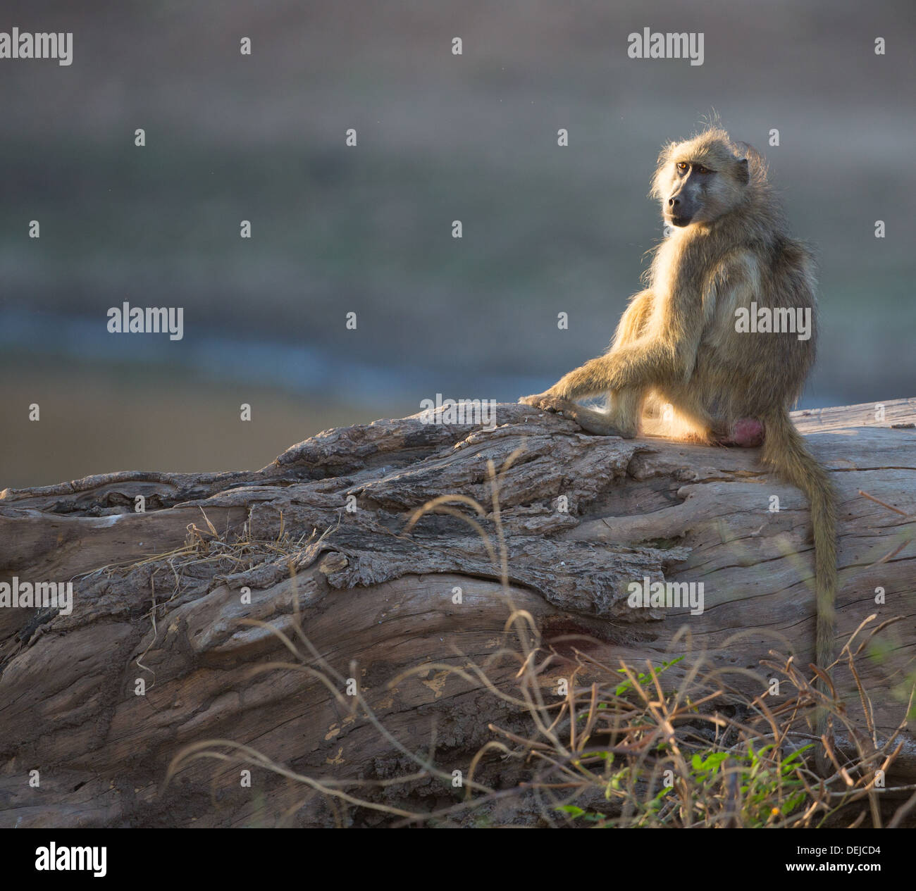 Female baboon hi-res stock photography and images - Alamy