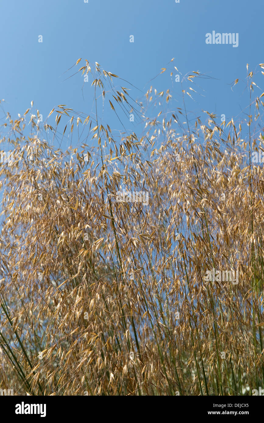 Golden Oats Or Giant Feather Grass Stipa Gigantea A Large Ornamental Garden Grass In Seedhead