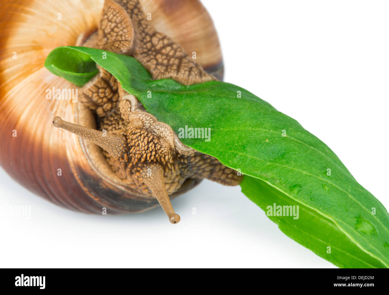 White garden snail hi-res stock photography and images - Alamy