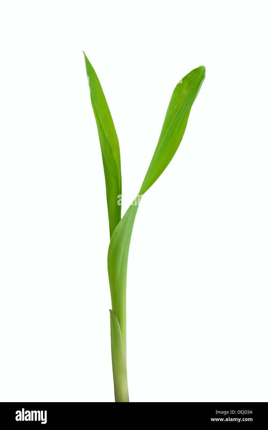 Corn plant seedling hi-res stock photography and images - Alamy