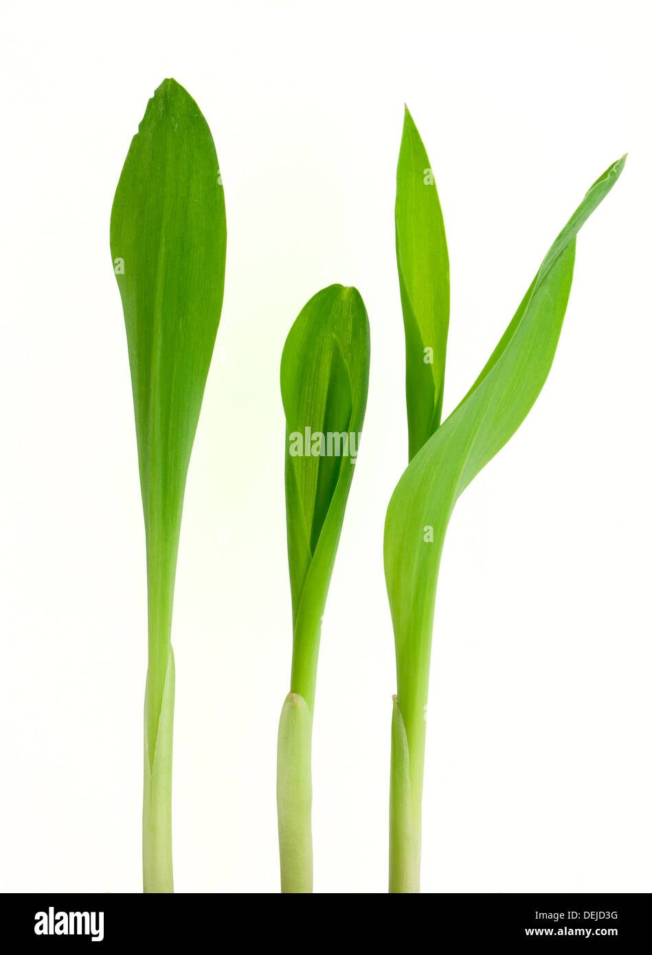 Small corn hi-res stock photography and images - Alamy