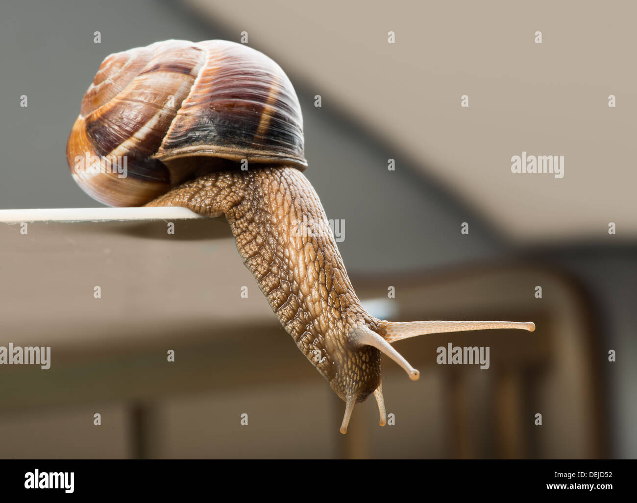 Snails moving hi-res stock photography and images - Alamy