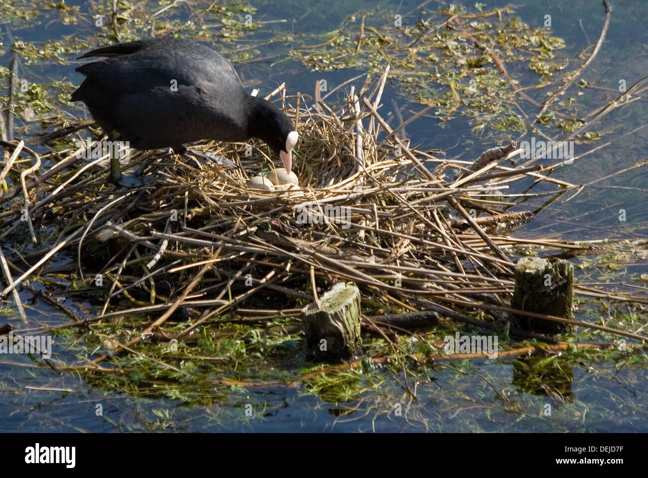 Coot eggs hi-res stock photography and images - Alamy