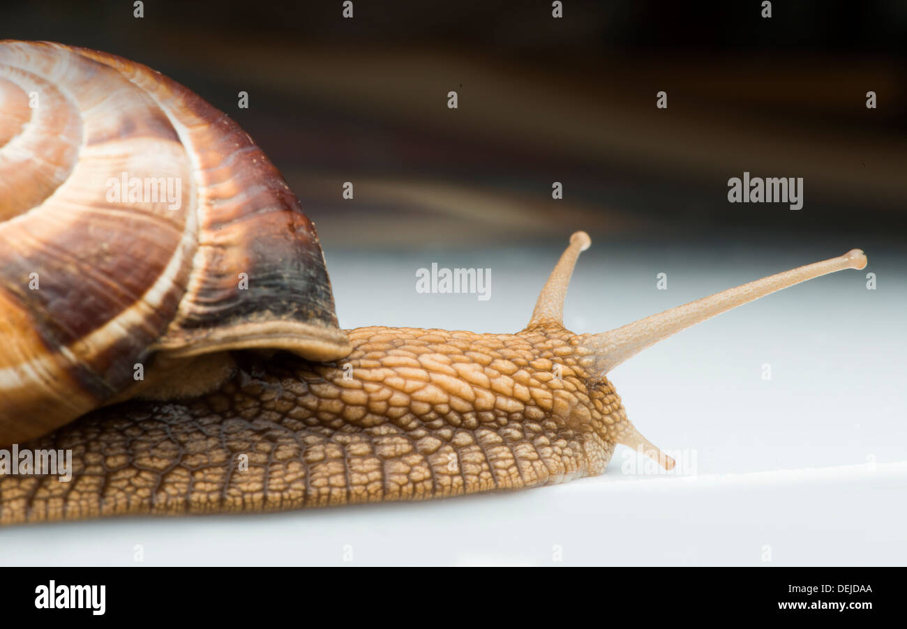 Slow moving wildlife hi-res stock photography and images - Alamy
