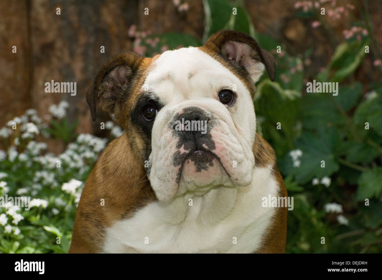 English bulldog puppy-head shot Stock Photo - Alamy