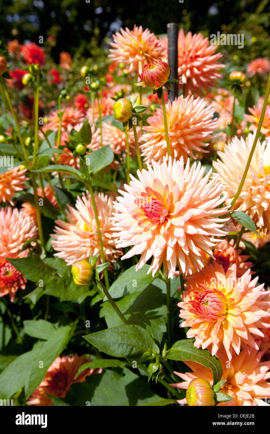 England Flower Dahlia Uk Stock Photos & England Flower Dahlia Uk Stock ...