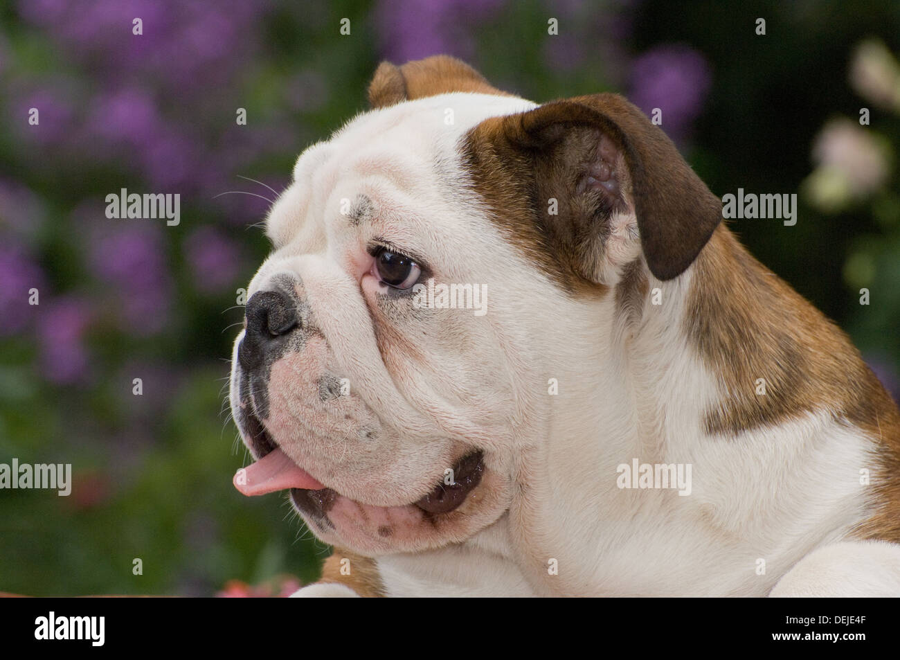 English bulldog puppy-head shot Stock Photo - Alamy