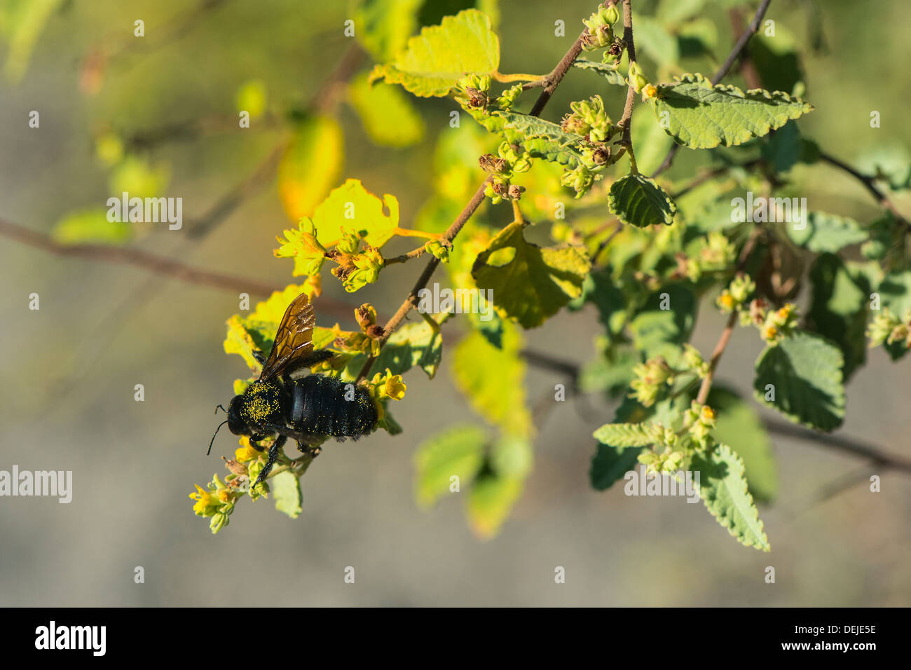 Galapagos carpenter bee xylocopa darwini gathering nectar hi-res stock ...