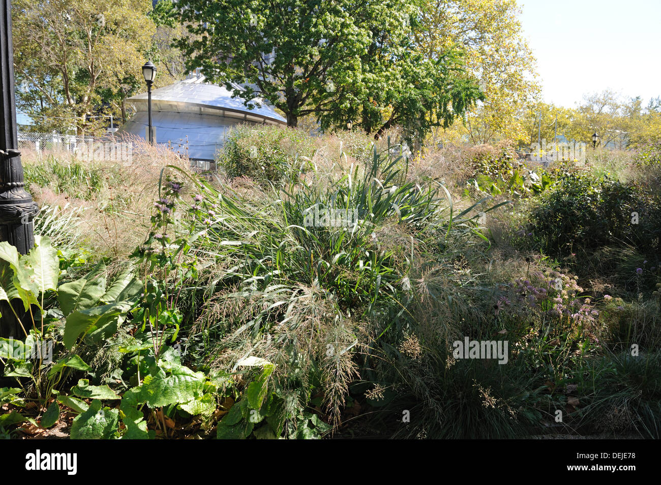 Switchgrass hi-res stock photography and images - Alamy