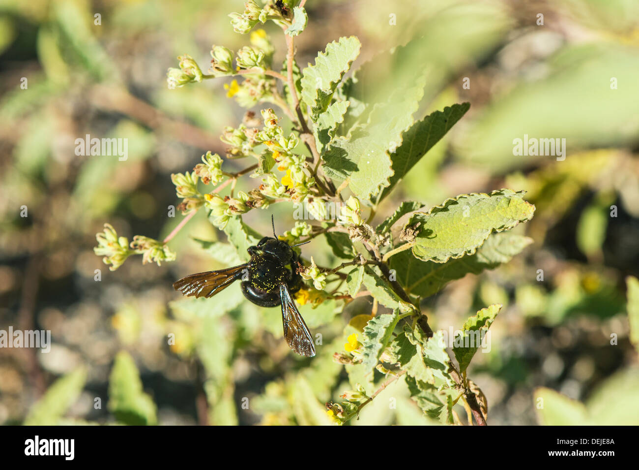 Galapagos Carpenter Bee (Xylocopa darwini) gathering nectar, Bahia ...
