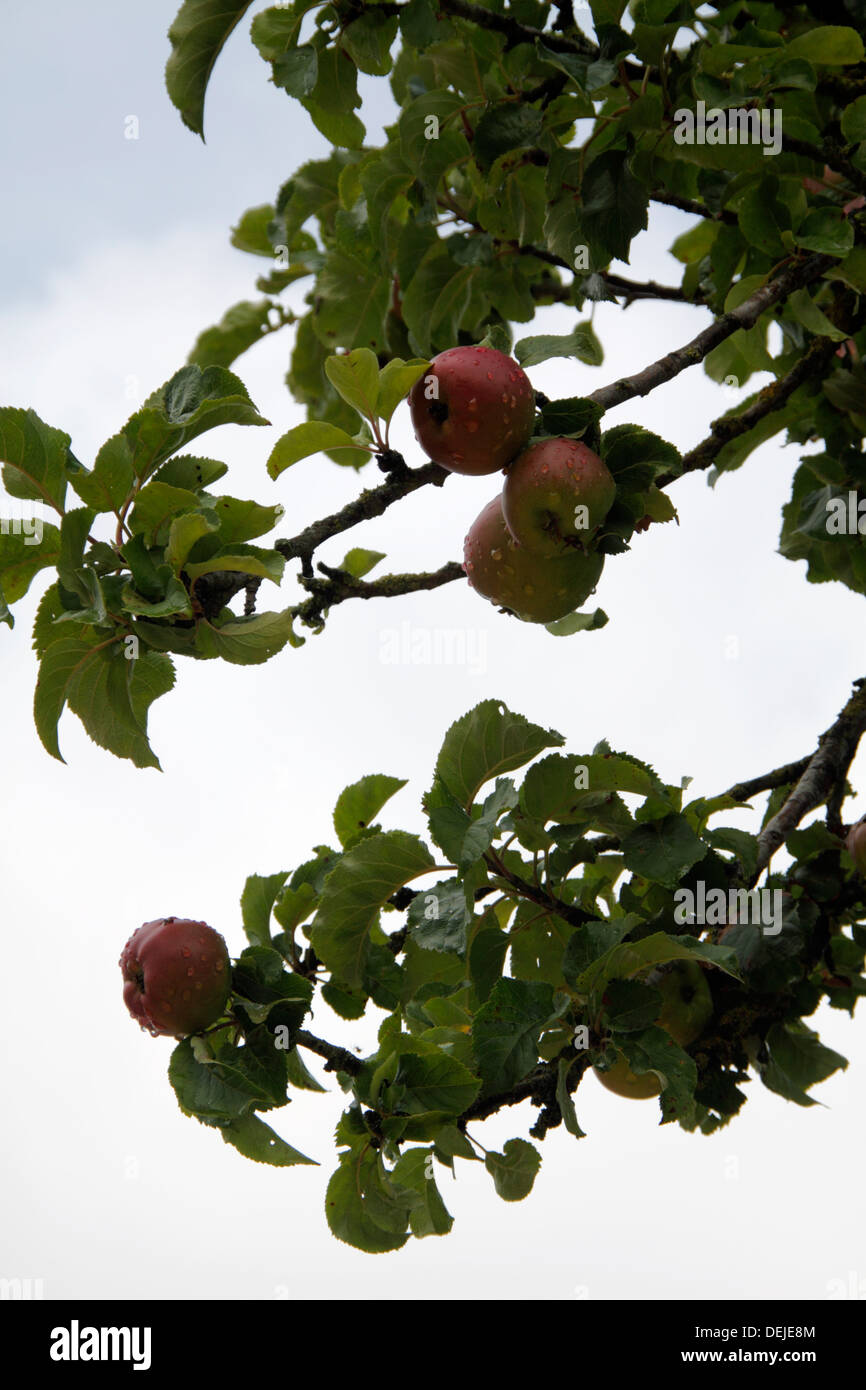 Raining apples hi-res stock photography and images - Alamy