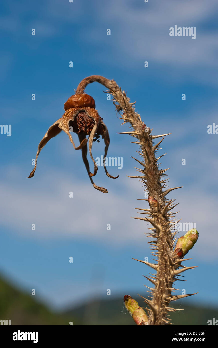 Droop drooping hi-res stock photography and images - Alamy