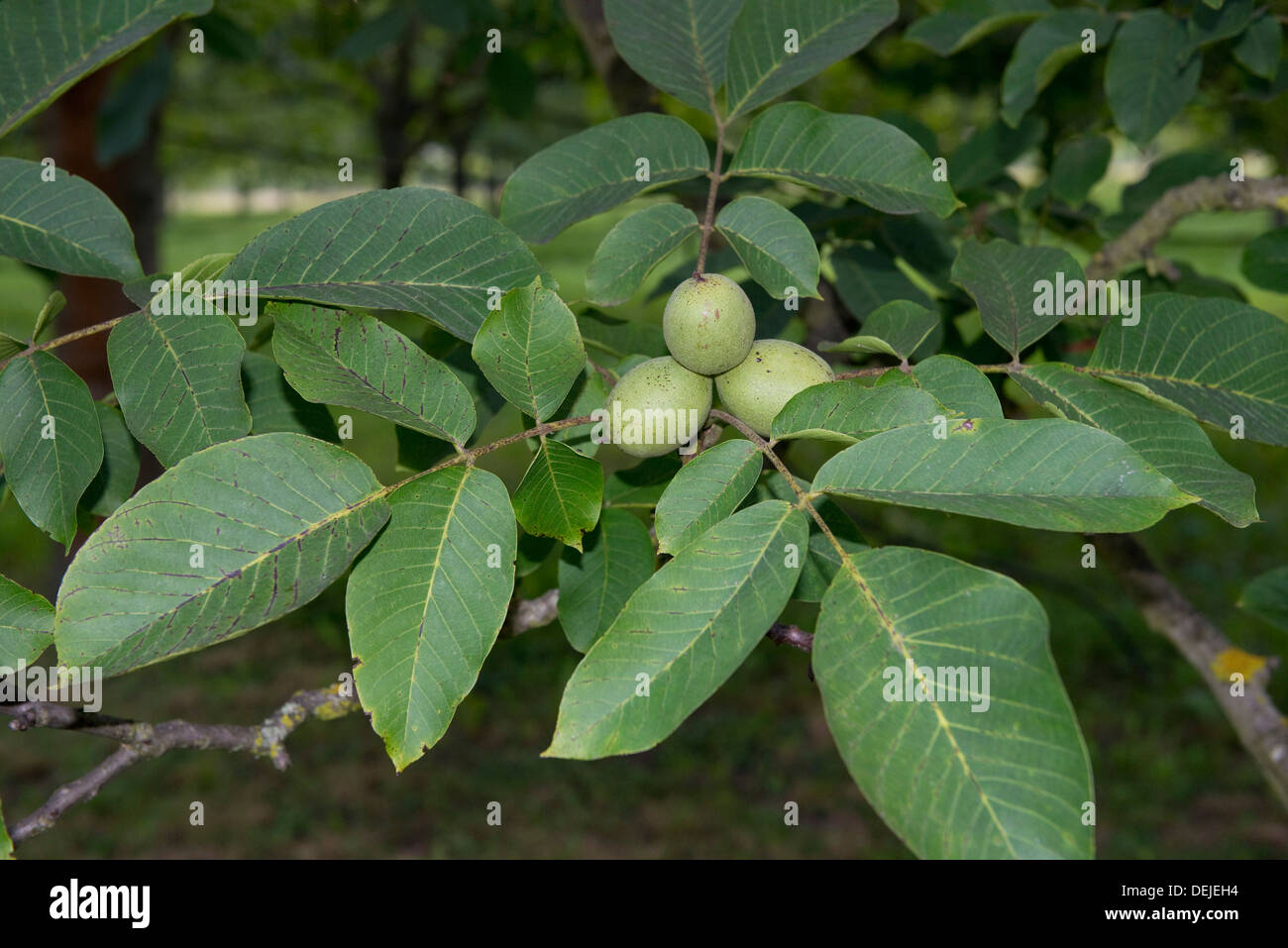 Walnut fruit hi-res stock photography and images - Alamy