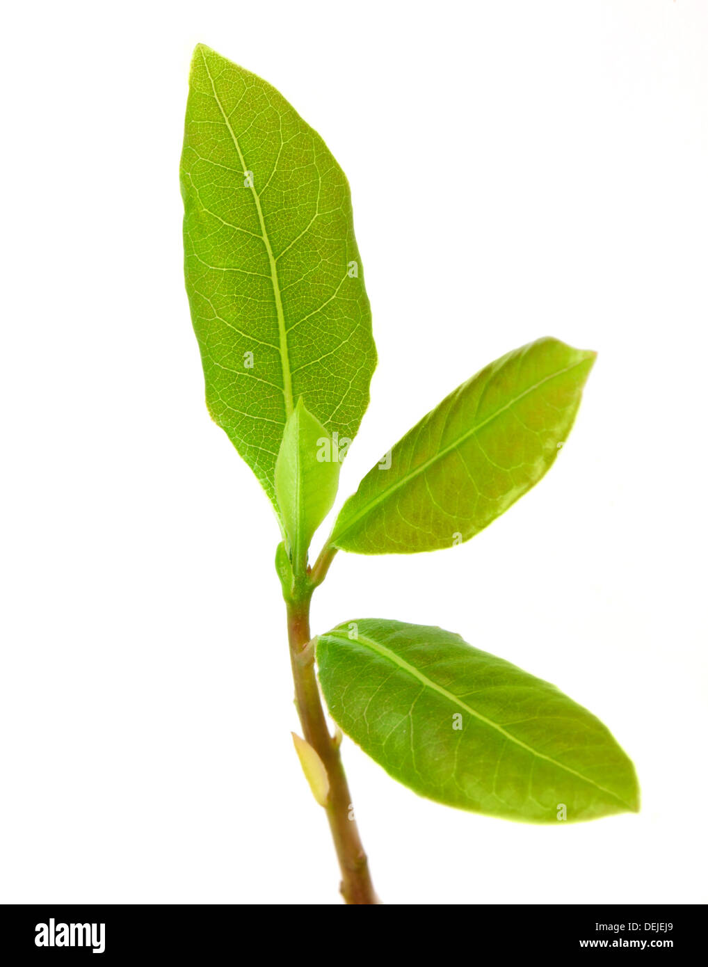 Laurel leaves hi-res stock photography and images - Alamy