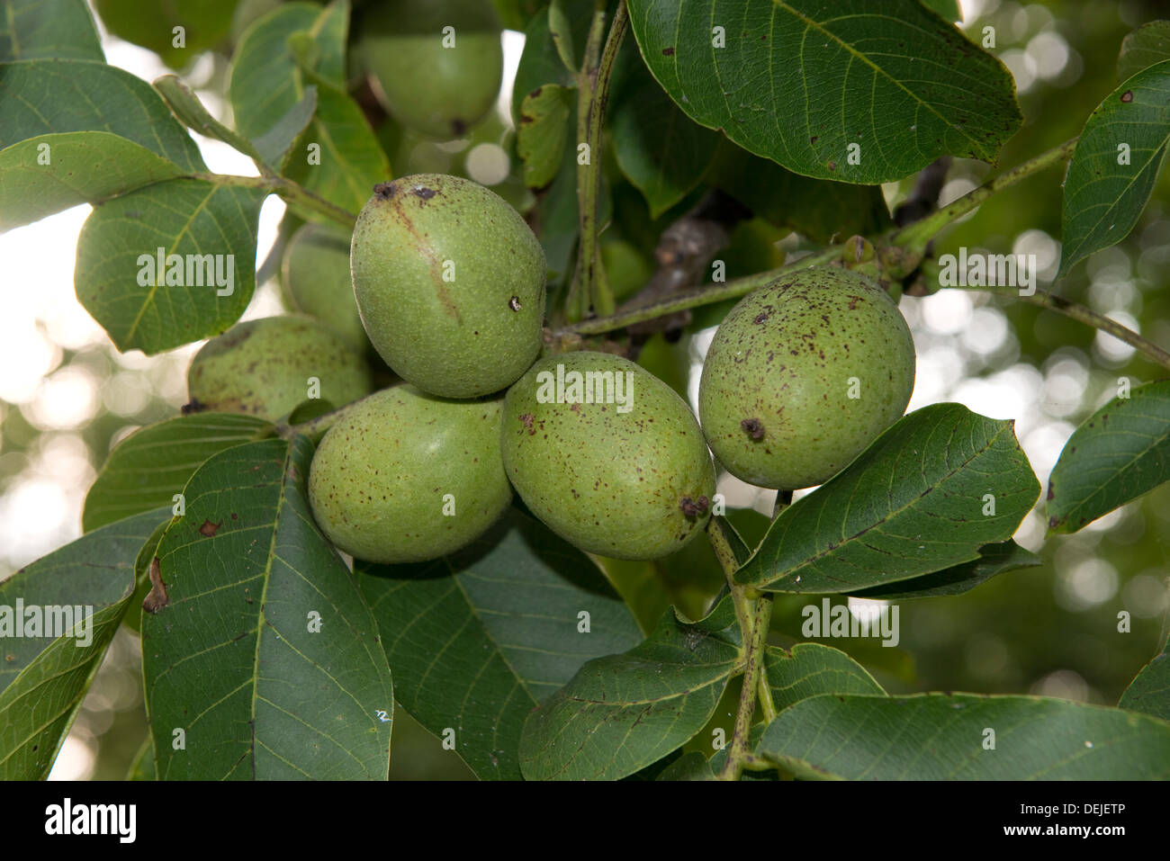 Walnuts in fruit on trees, Sainte-Foy-la-Grande, Gironde, France Stock ...